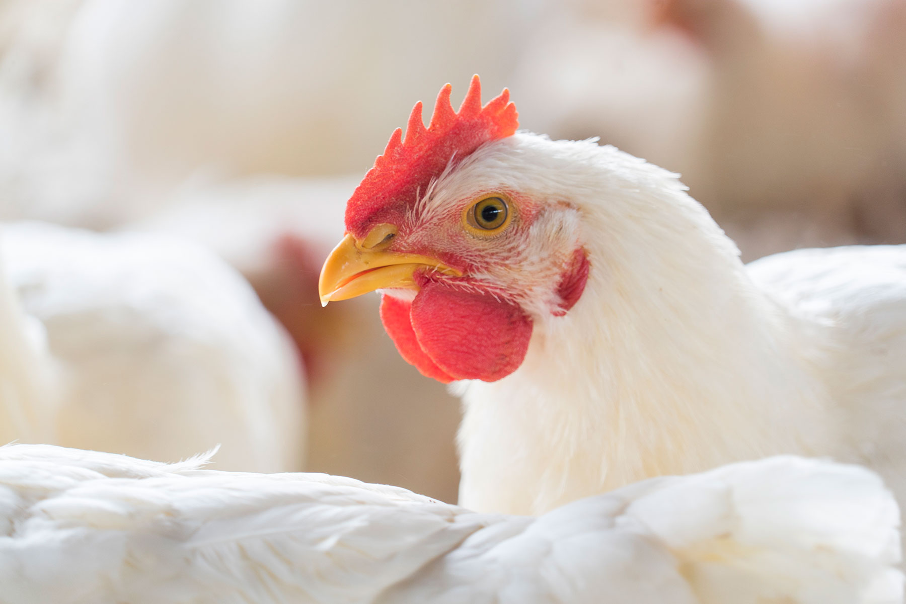 Portada - Bon Pollo